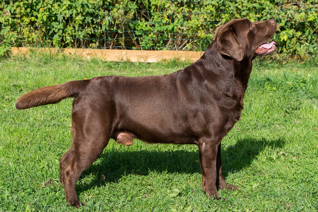 Våra hundar – Uppfödare med fokus på hundens välmående – Läs mer