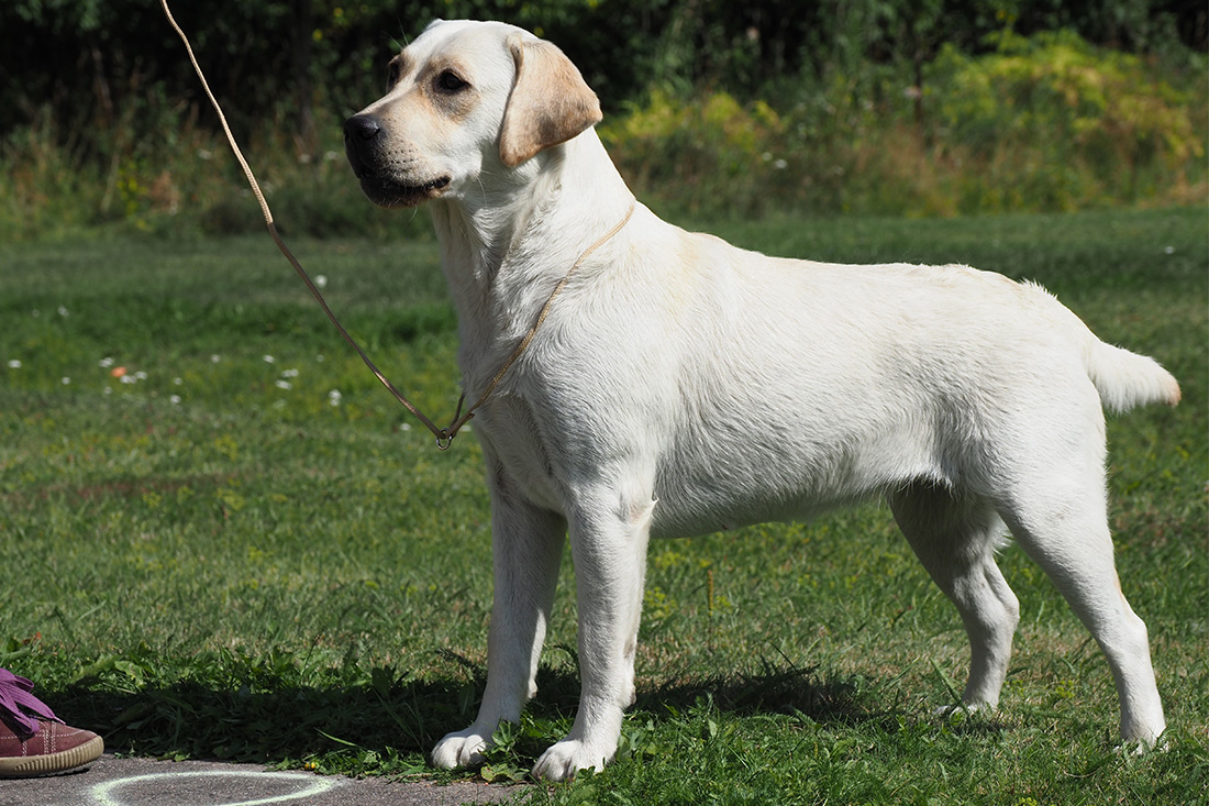 Labrador Kennel – Seriös uppfödare med fokus på hundens välmående