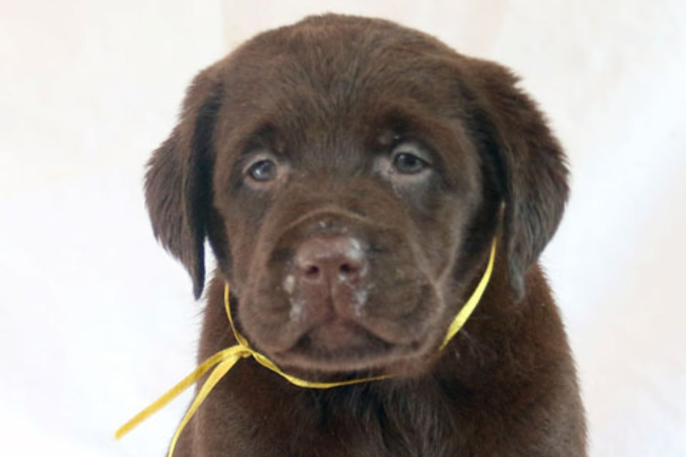 Våra valpar – Hitta information och se bilder på labradorvalpar