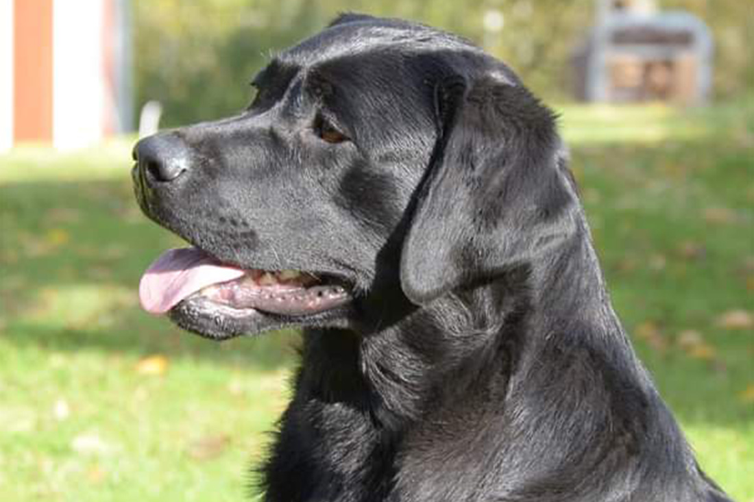 Hane Aquador Ulv (Felix) - Hungry Hearts Labrador Kennel