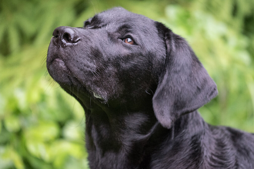 Labrador Kennel – Seriös uppfödare med fokus på hundens välmående