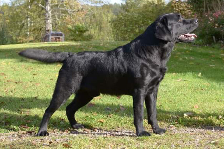 Hanar - Labradorkennel med frisk stamtavla - Läs mer information här